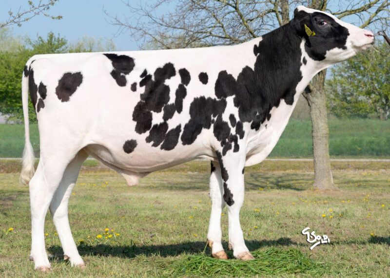 Gammel PP — Intermizoo