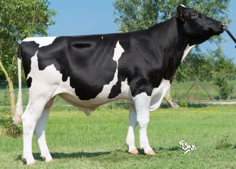 Topman — Intermizoo