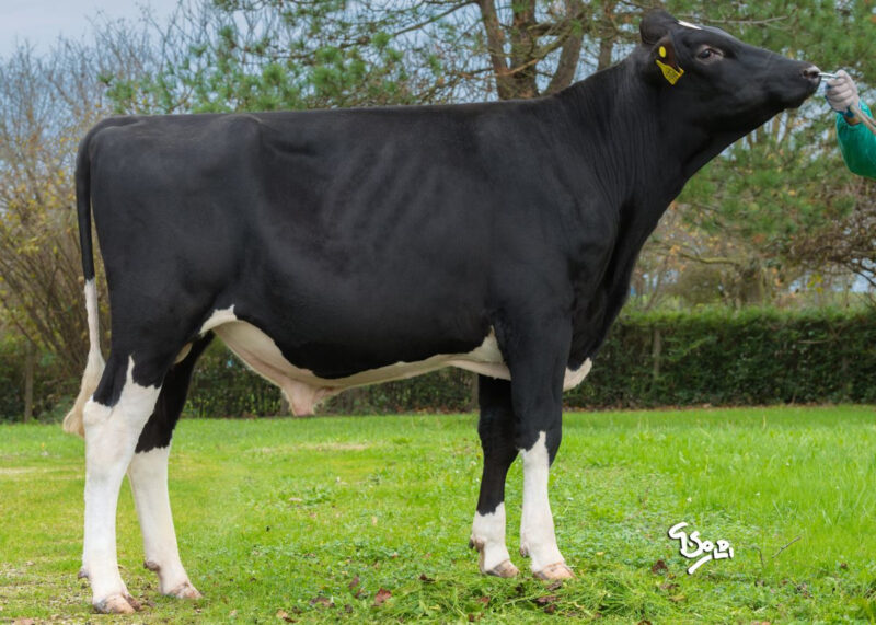 Rainbow P — Intermizoo