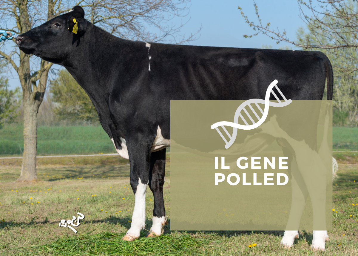 Il gene POLLED — Intermizoo News