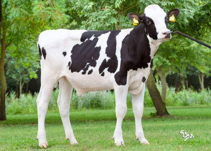 Kessel — Intermizoo