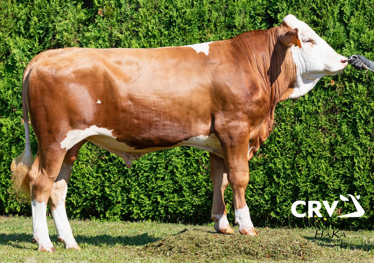 CRV Ikaros PP — Intermizoo